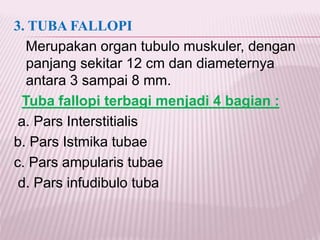 Anatomi panggul tugas | PPTX