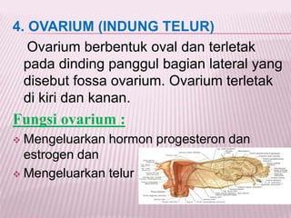 Anatomi panggul tugas | PPTX