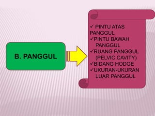 Anatomi panggul tugas | PPTX