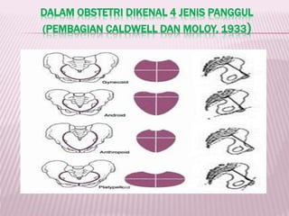 Anatomi panggul tugas | PPTX