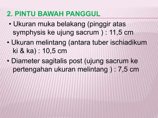 Anatomi panggul tugas | PPTX