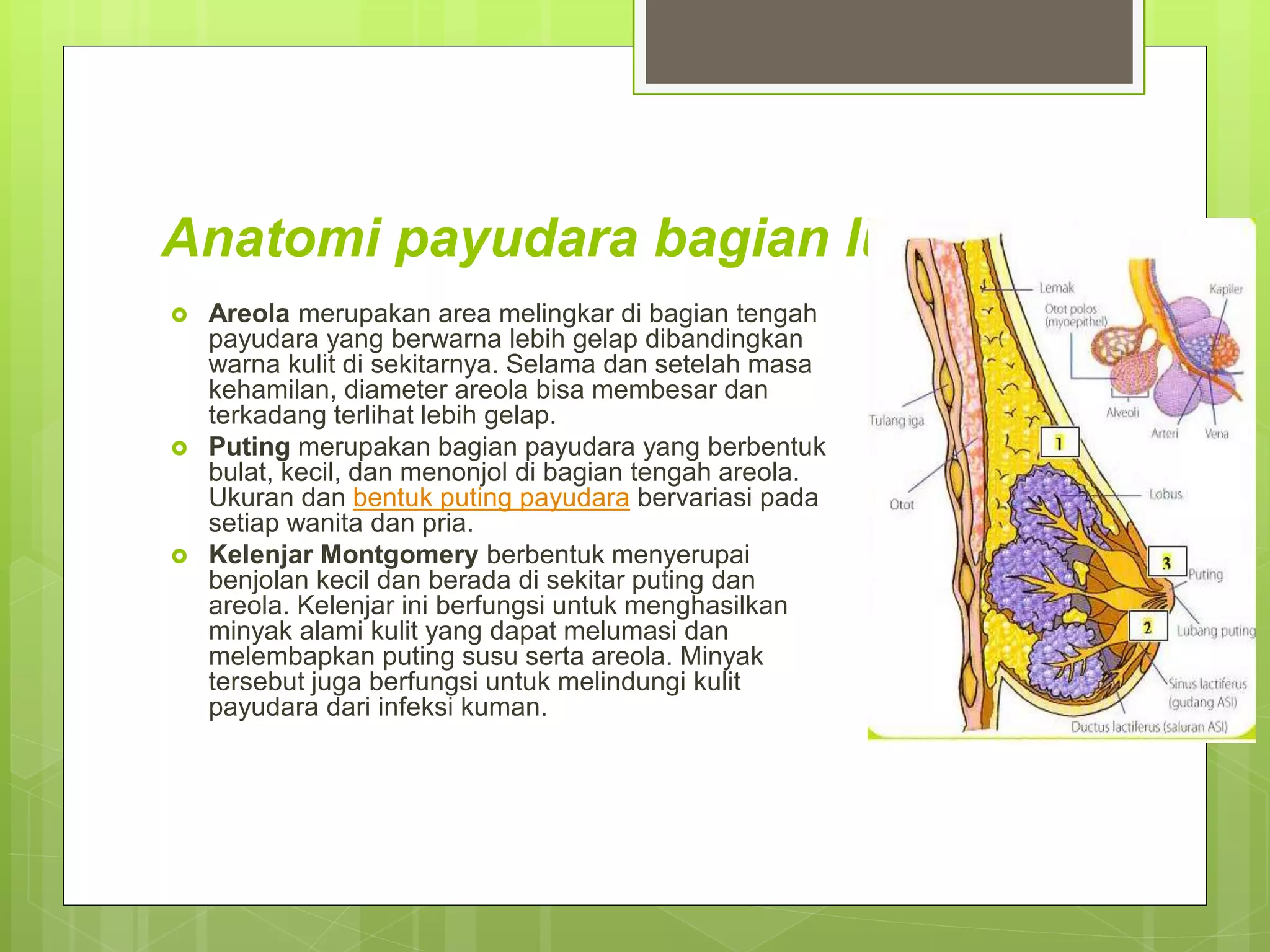anatomi payudara.pptx