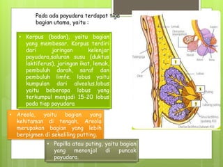 anatomi payudara.pptx