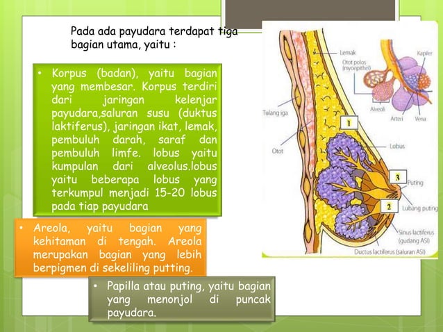 anatomi payudara.pptx