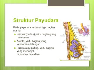 anatomi payudara.pptx