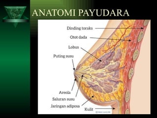 anatomi payudara pada ibu menyusui (nifas) | PPTX