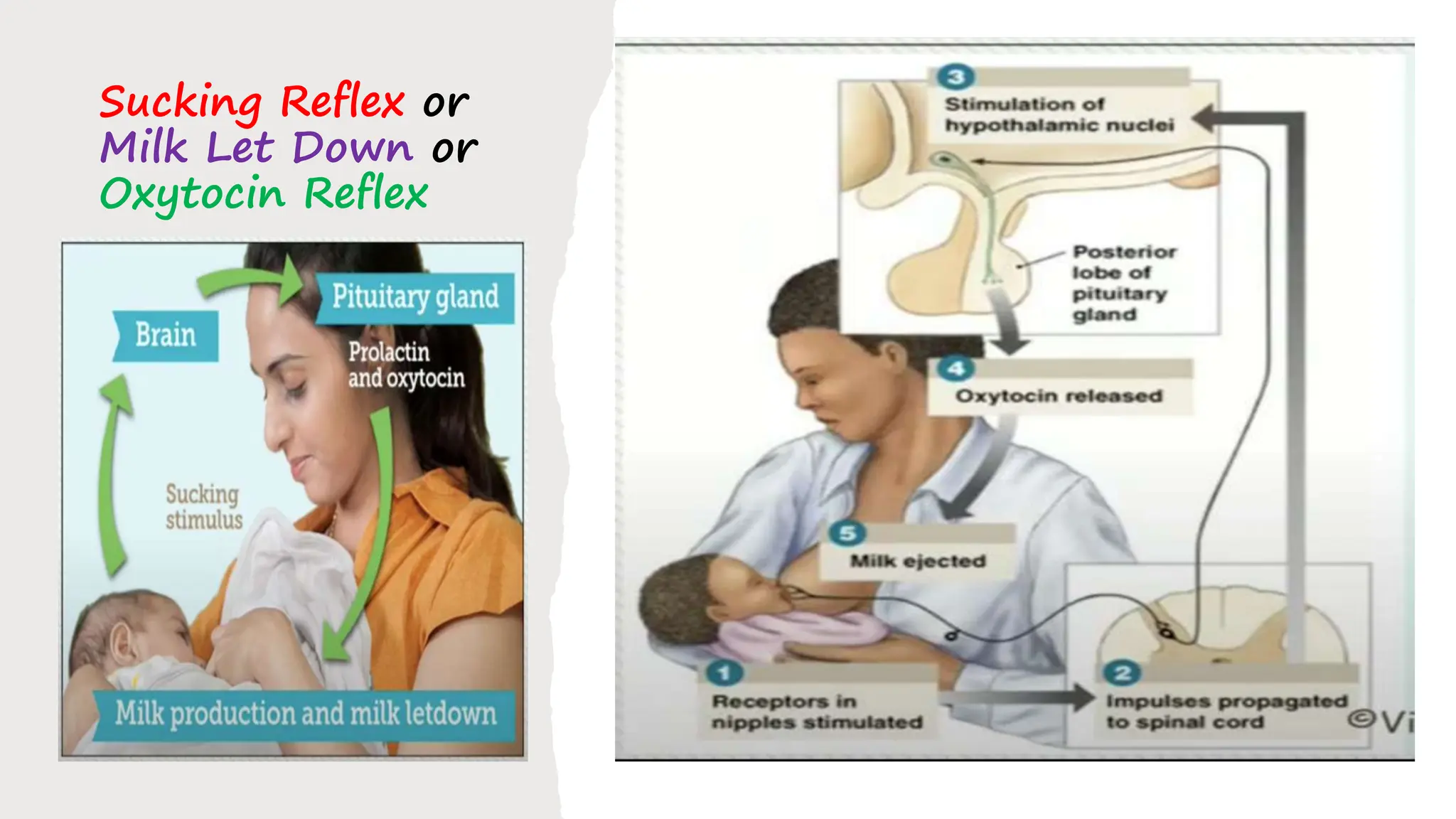 anatomi payudara dan fisiologi menyusui.pptx