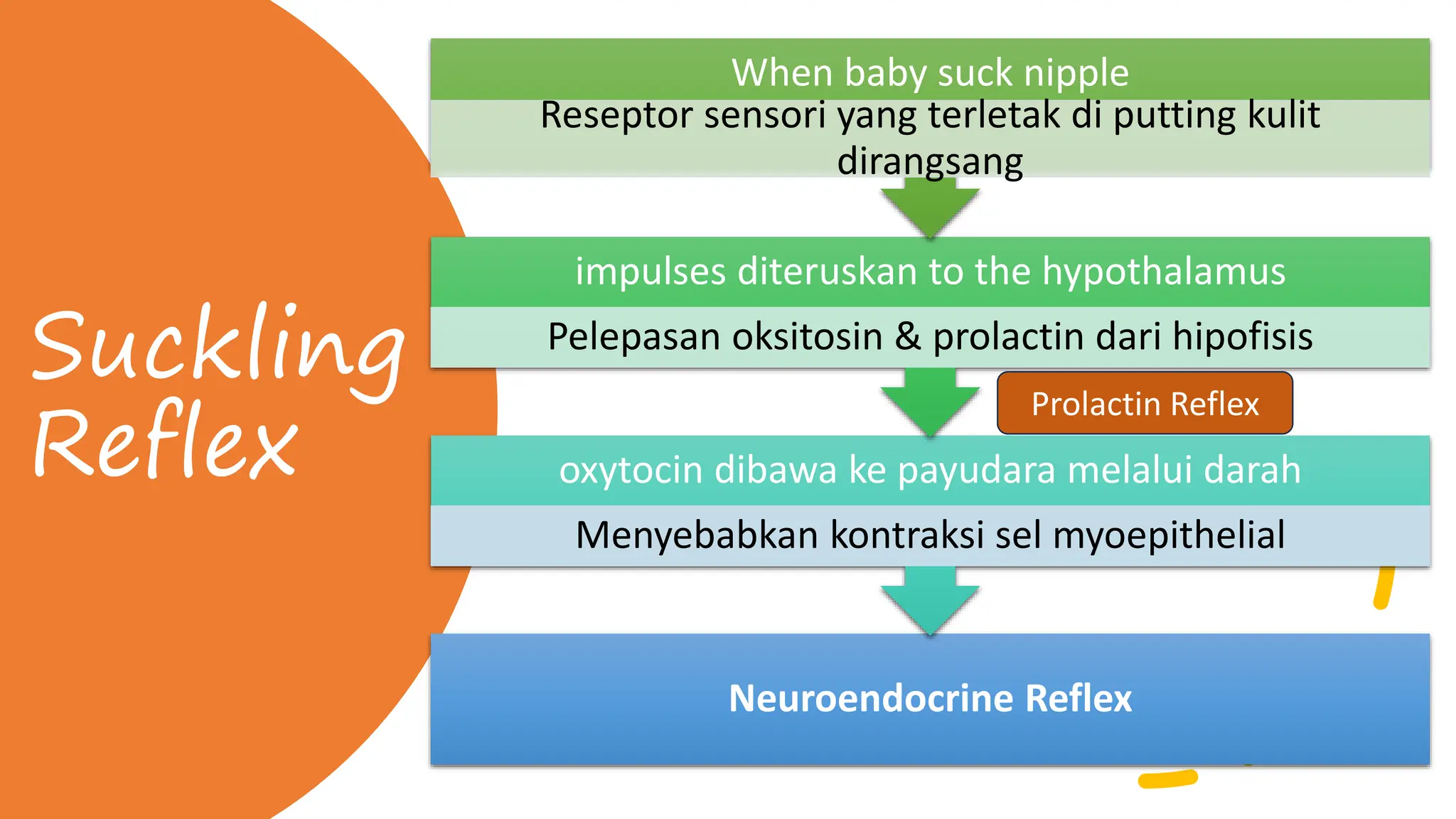 anatomi payudara dan fisiologi menyusui.pptx