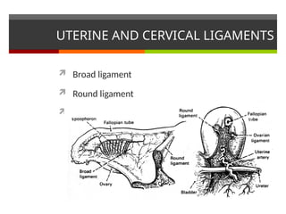 ANATOMI pelvic iqro.pptx penjelasan tentang anatomi | PPT