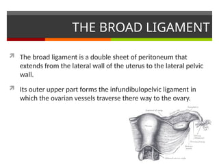 ANATOMI pelvic iqro.pptx penjelasan tentang anatomi | PPT