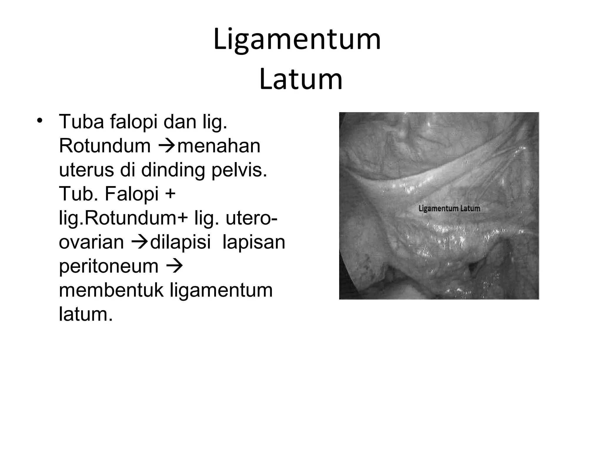 Anatomi pelvik untuk laparaskopi | PPT