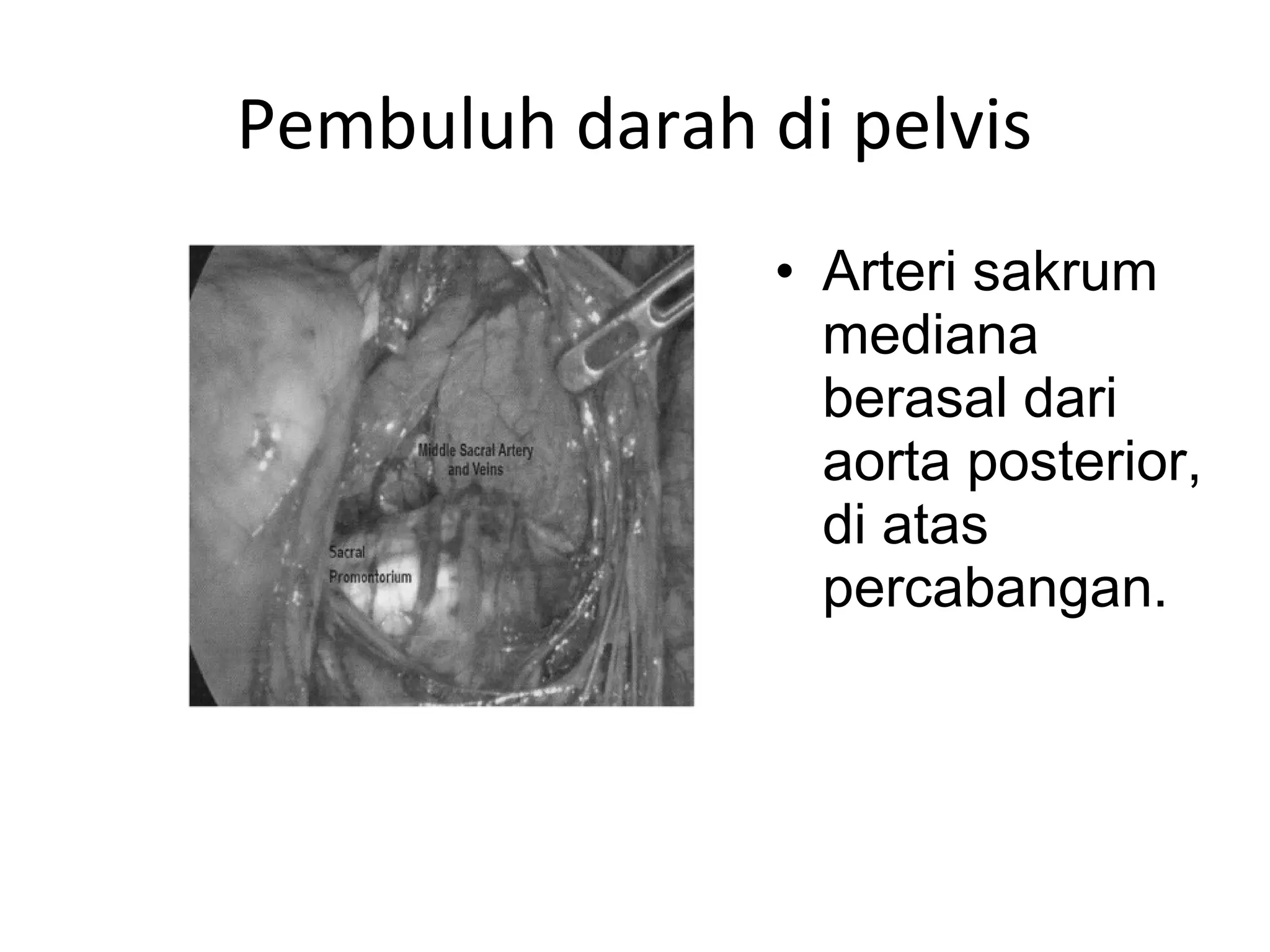 Anatomi pelvik untuk laparaskopi | PPT
