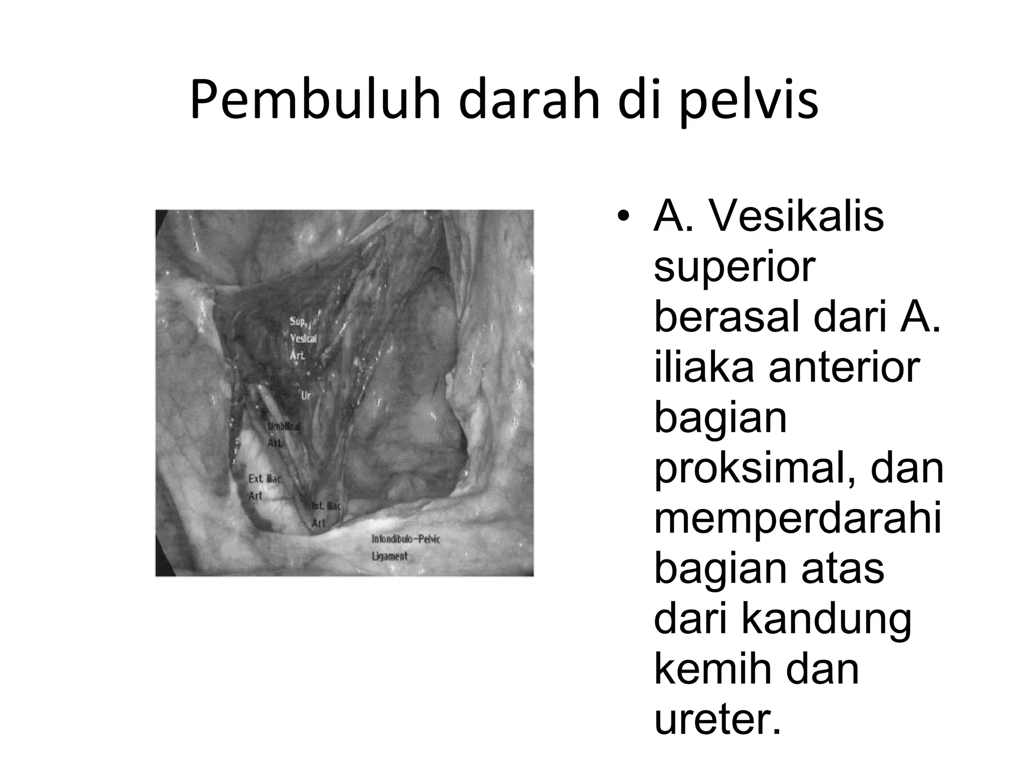 Anatomi pelvik untuk laparaskopi | PPT