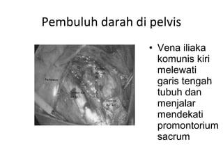 Anatomi pelvik untuk laparaskopi | PPT