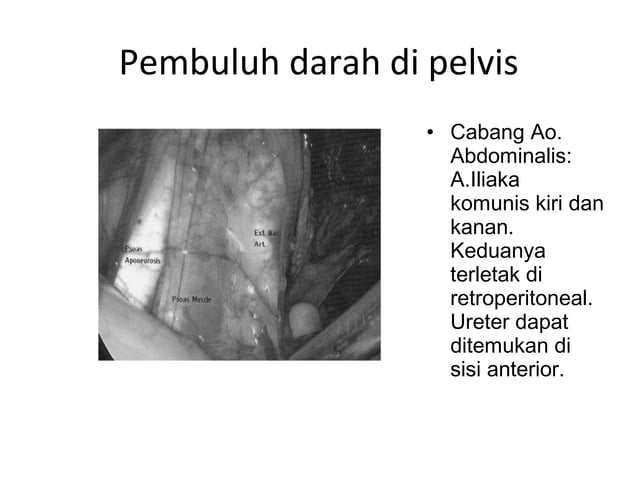 Anatomi pelvik untuk laparaskopi | PPT