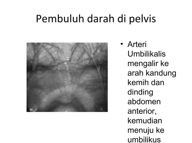 Anatomi pelvik untuk laparaskopi | PPT
