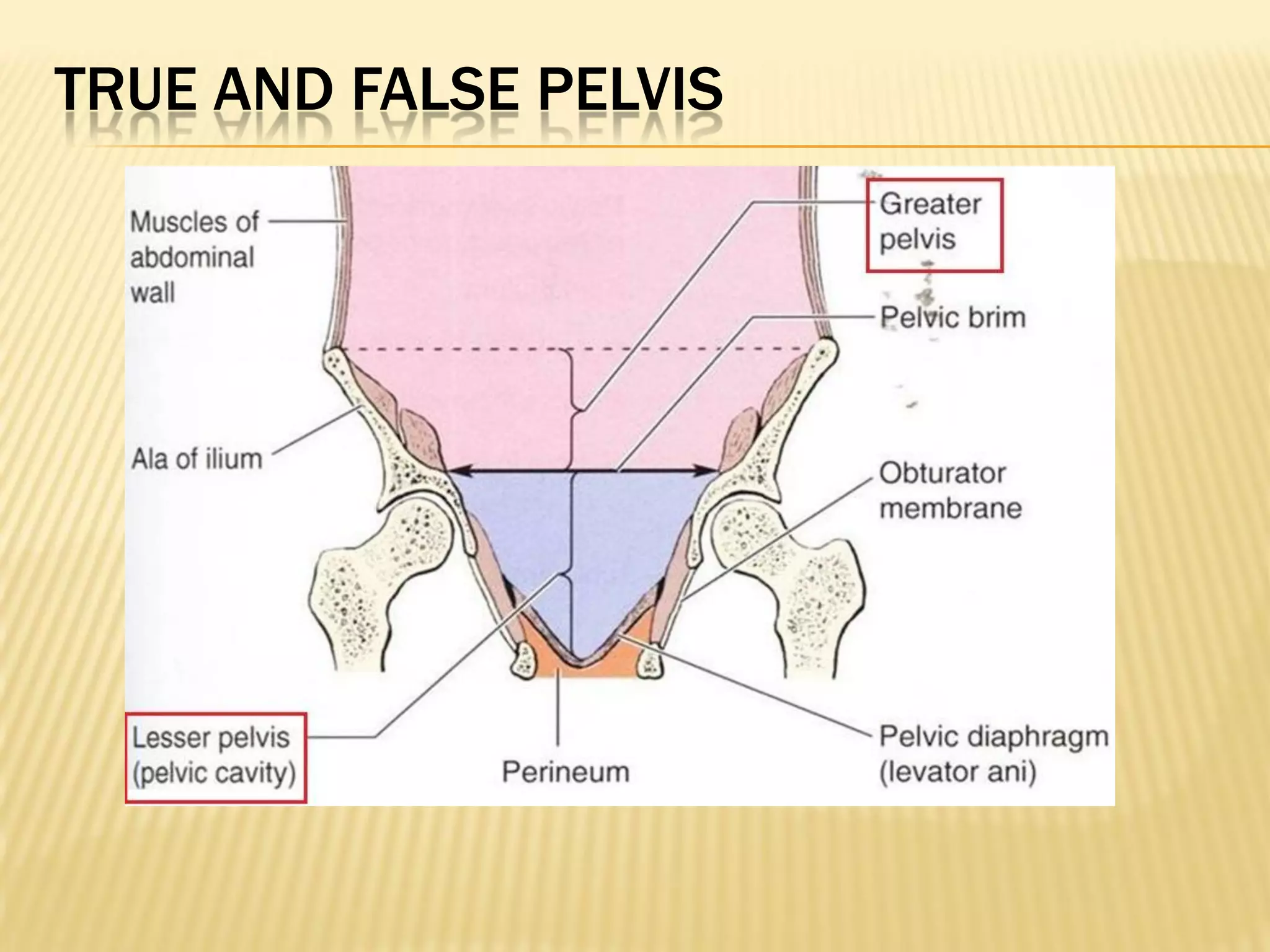 Anatomi pelvis | PDF