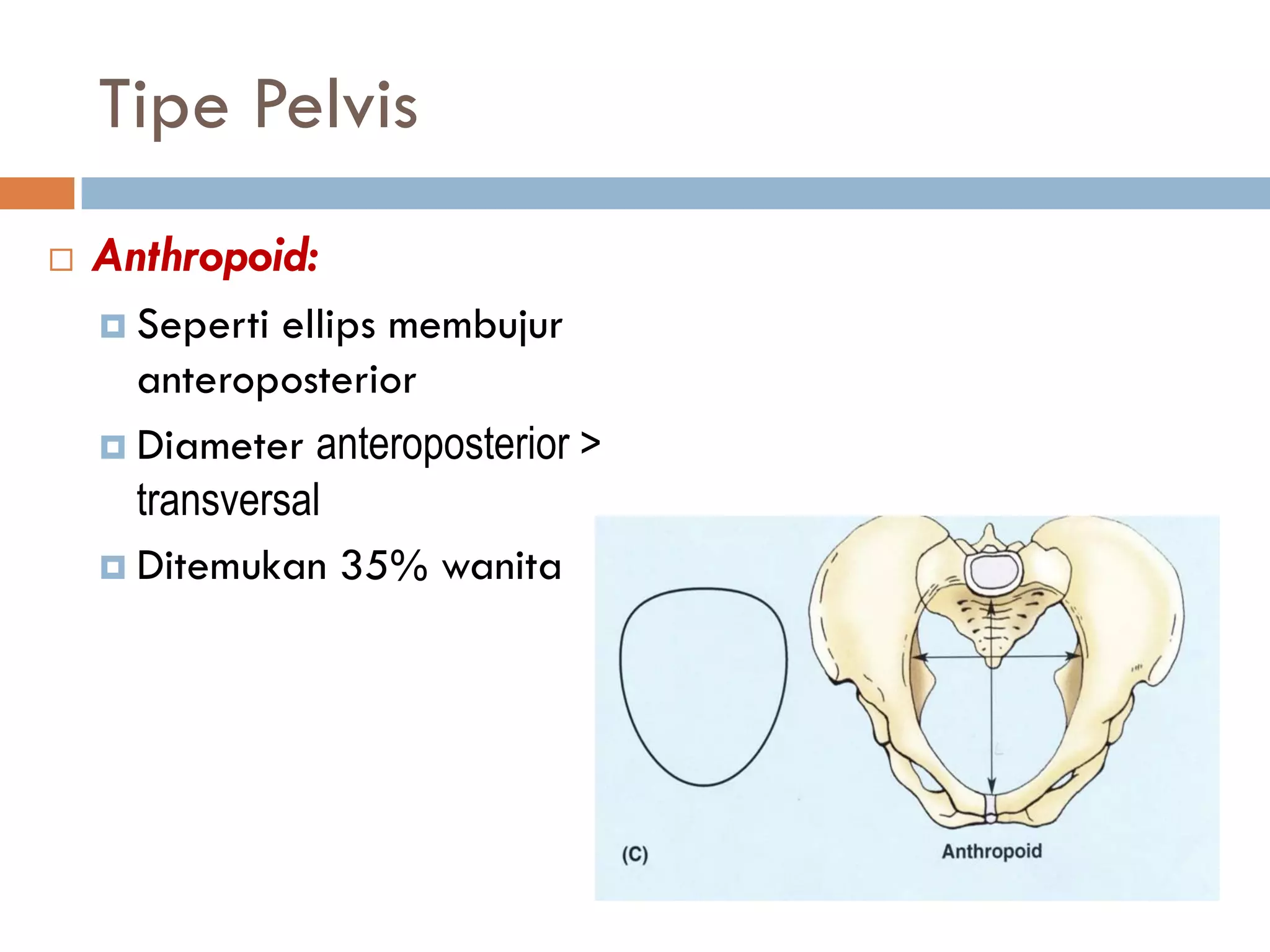 Anatomi pelvis | PDF
