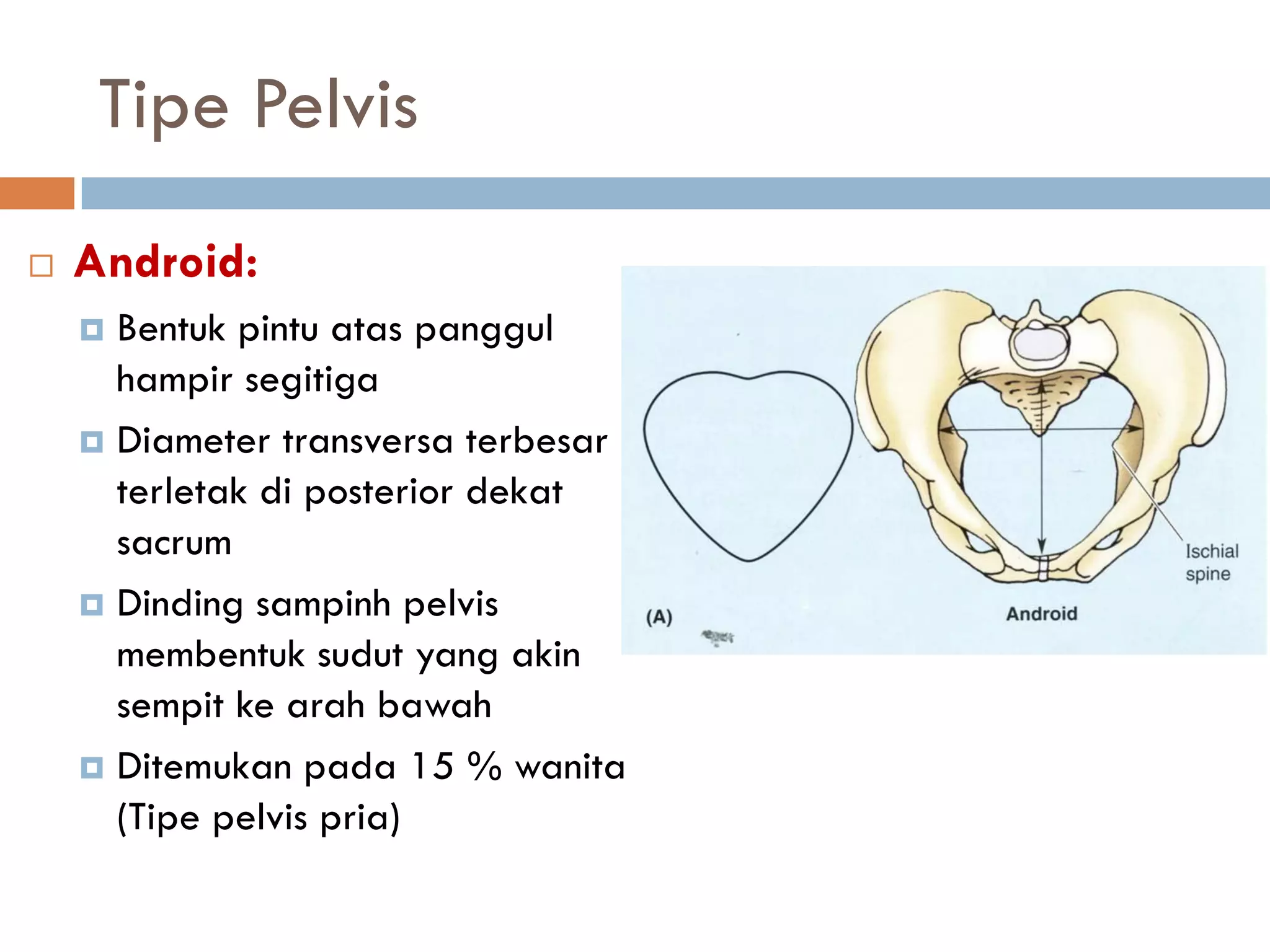 Anatomi pelvis | PDF