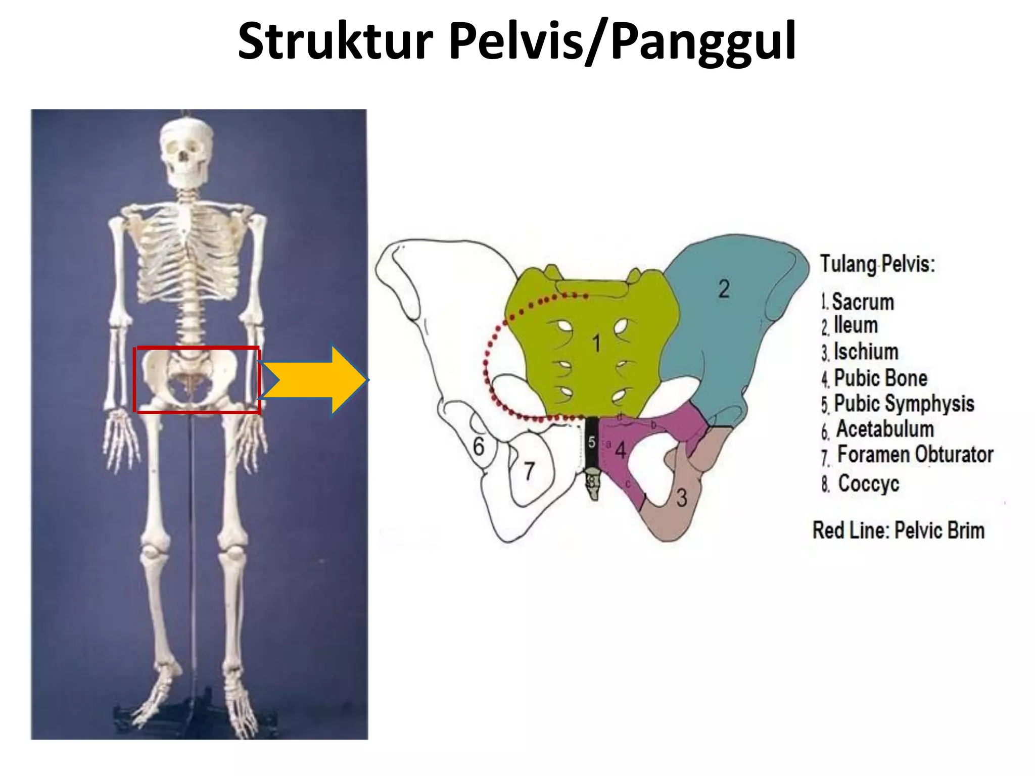 Anatomi pelvis | PDF