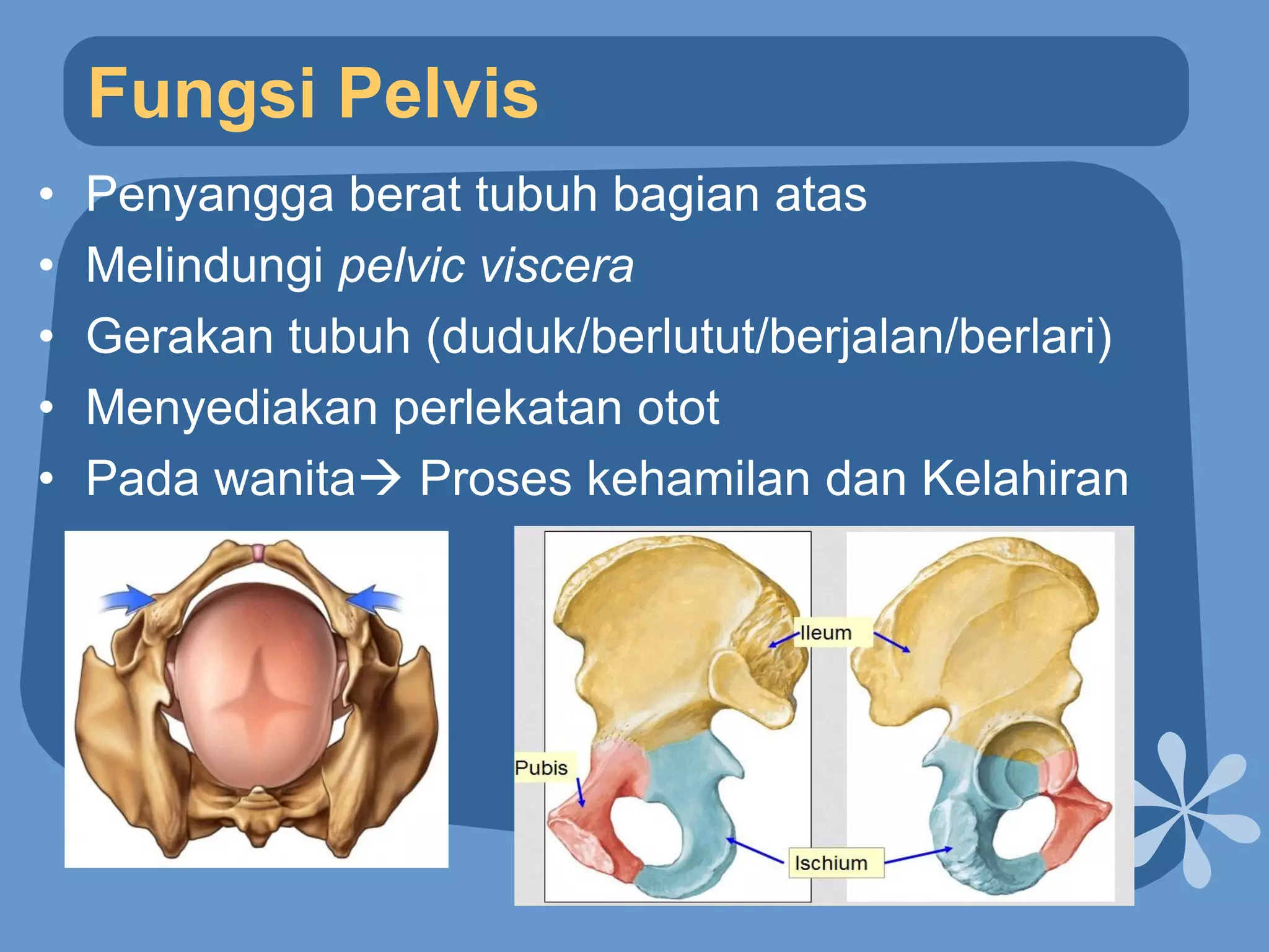 Anatomi pelvis | PDF