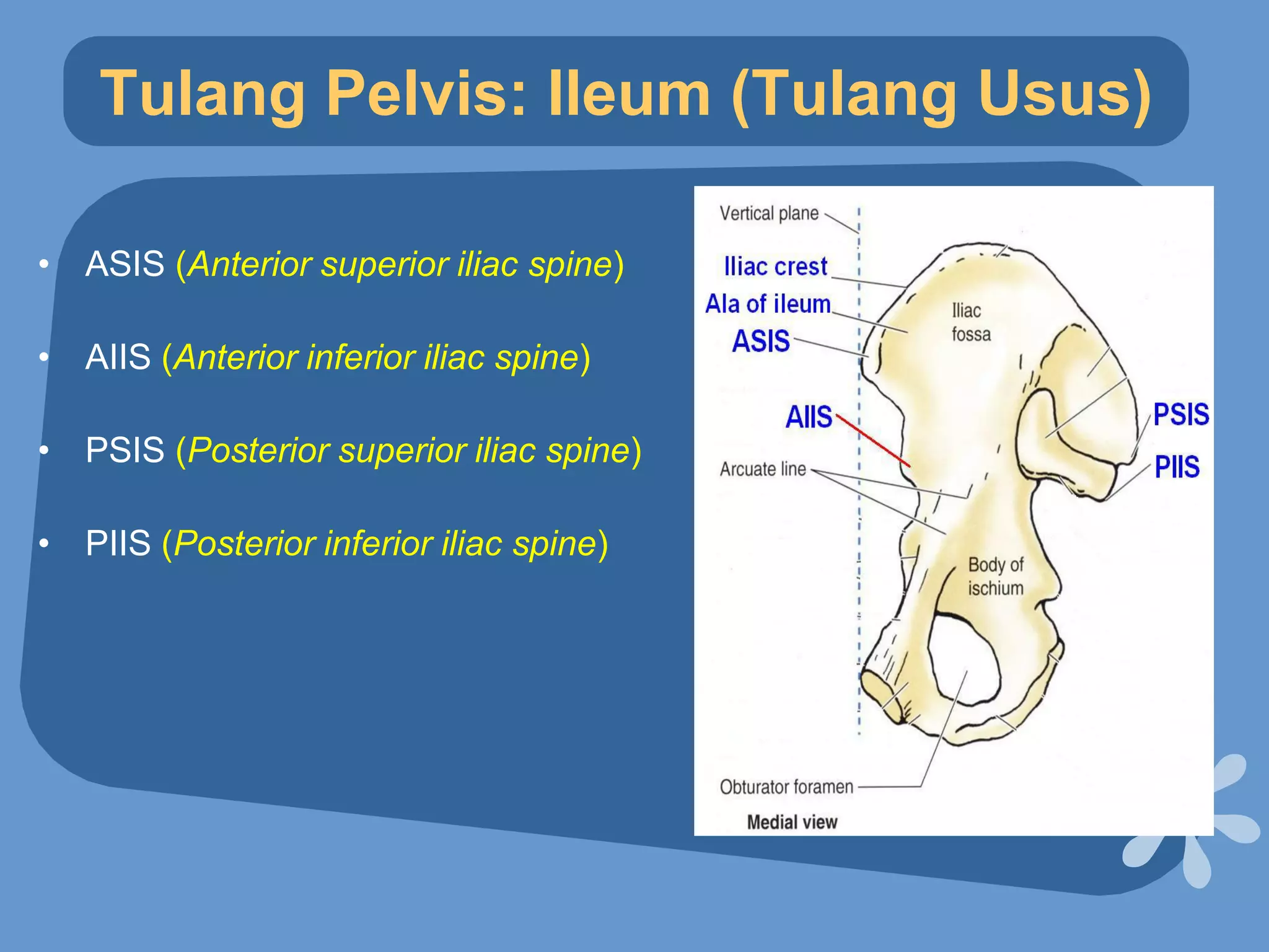 Anatomi pelvis | PDF