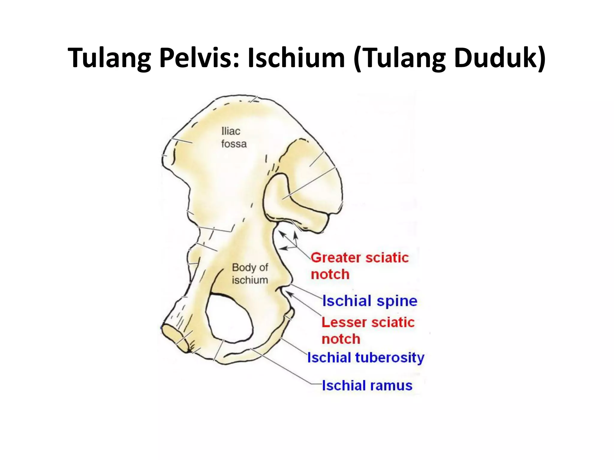 Anatomi pelvis | PDF