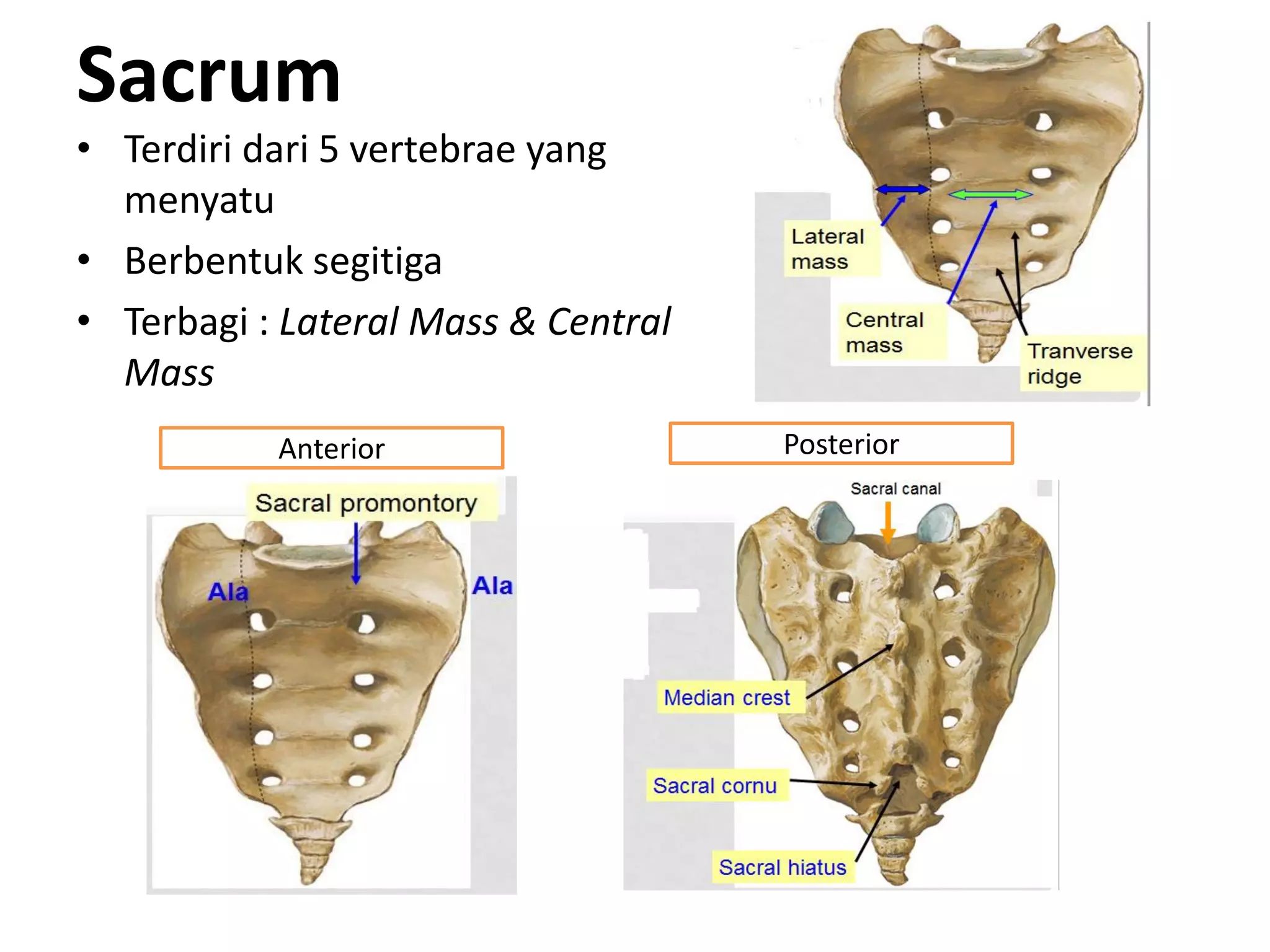 Anatomi pelvis | PDF