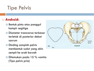 Anatomi pelvis | PDF