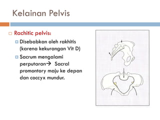 Anatomi pelvis | PDF