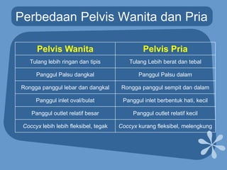 Anatomi pelvis | PDF
