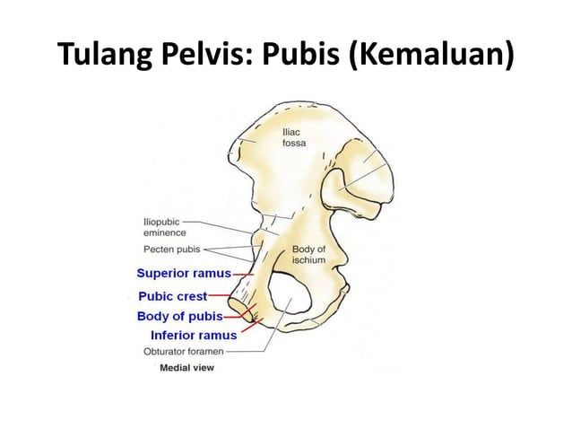 Anatomi pelvis | PDF