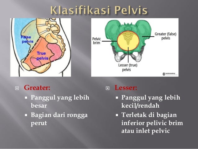 Anatomi pelvis
