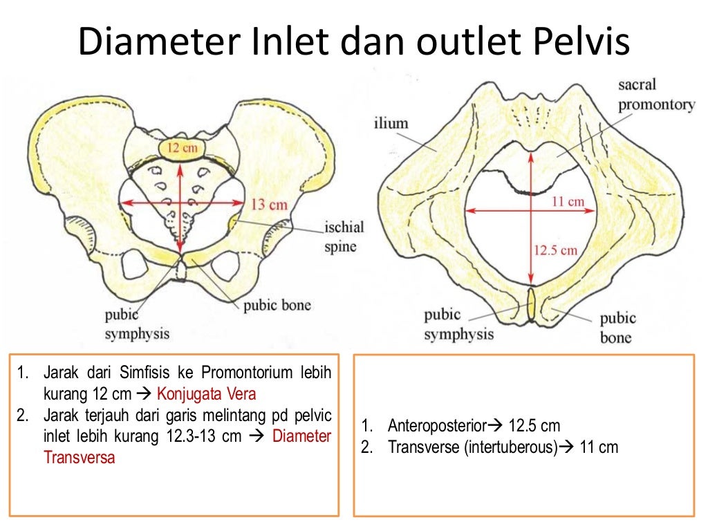 Anatomi pelvis