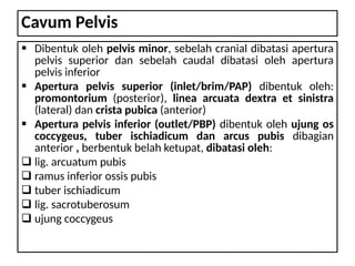 ANATOMI PELVIS ANATOMI PELVIS ANATOMI PELVIS | PPTX