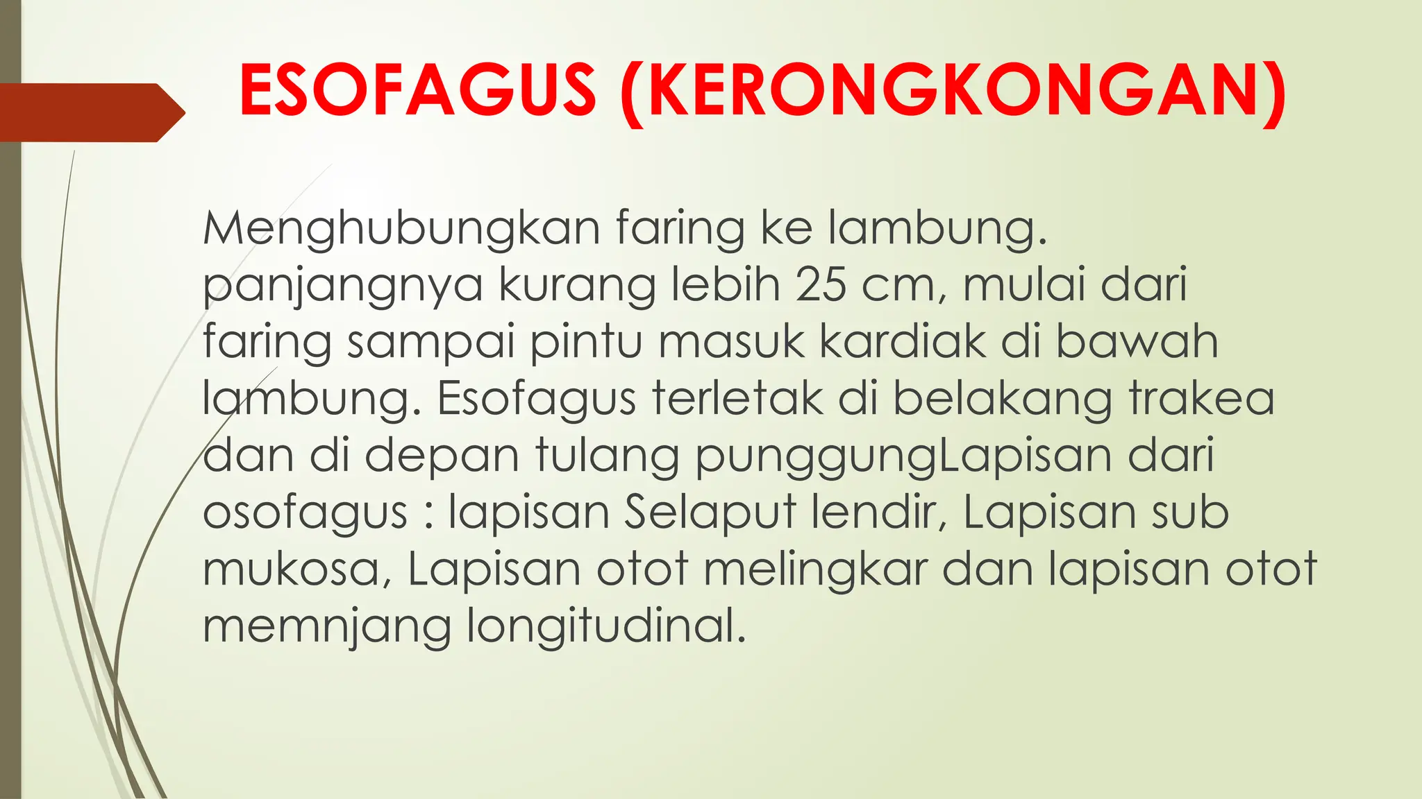 ANATOMI DAN FIDIOLOGI SISTEM PENCERNAAN.pptx