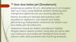 ANATOMI DAN FIDIOLOGI SISTEM PENCERNAAN.pptx