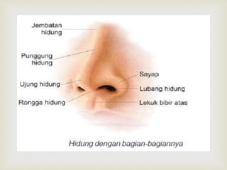 Anatomi penciuman | PPTX