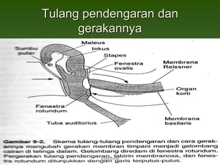 Anatomi pendengaran | PPTX