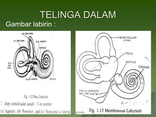 Anatomi pendengaran | PPT
