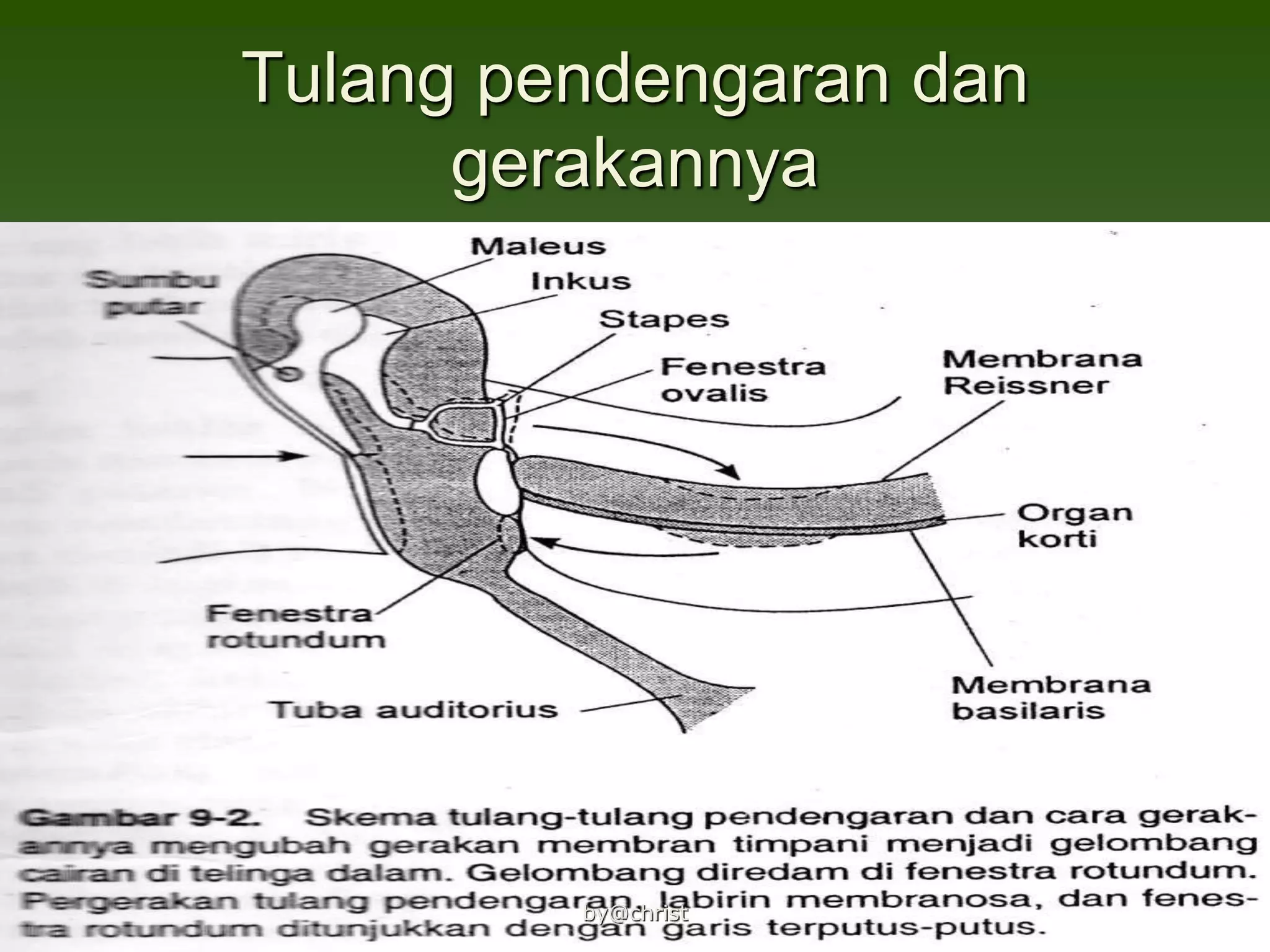 Anatomi pendengaran | PPT