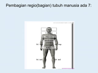Materi Kulaih pengantar anatomi dan fisiologi | PPTX
