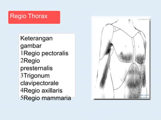 Materi Kulaih pengantar anatomi dan fisiologi | PPTX