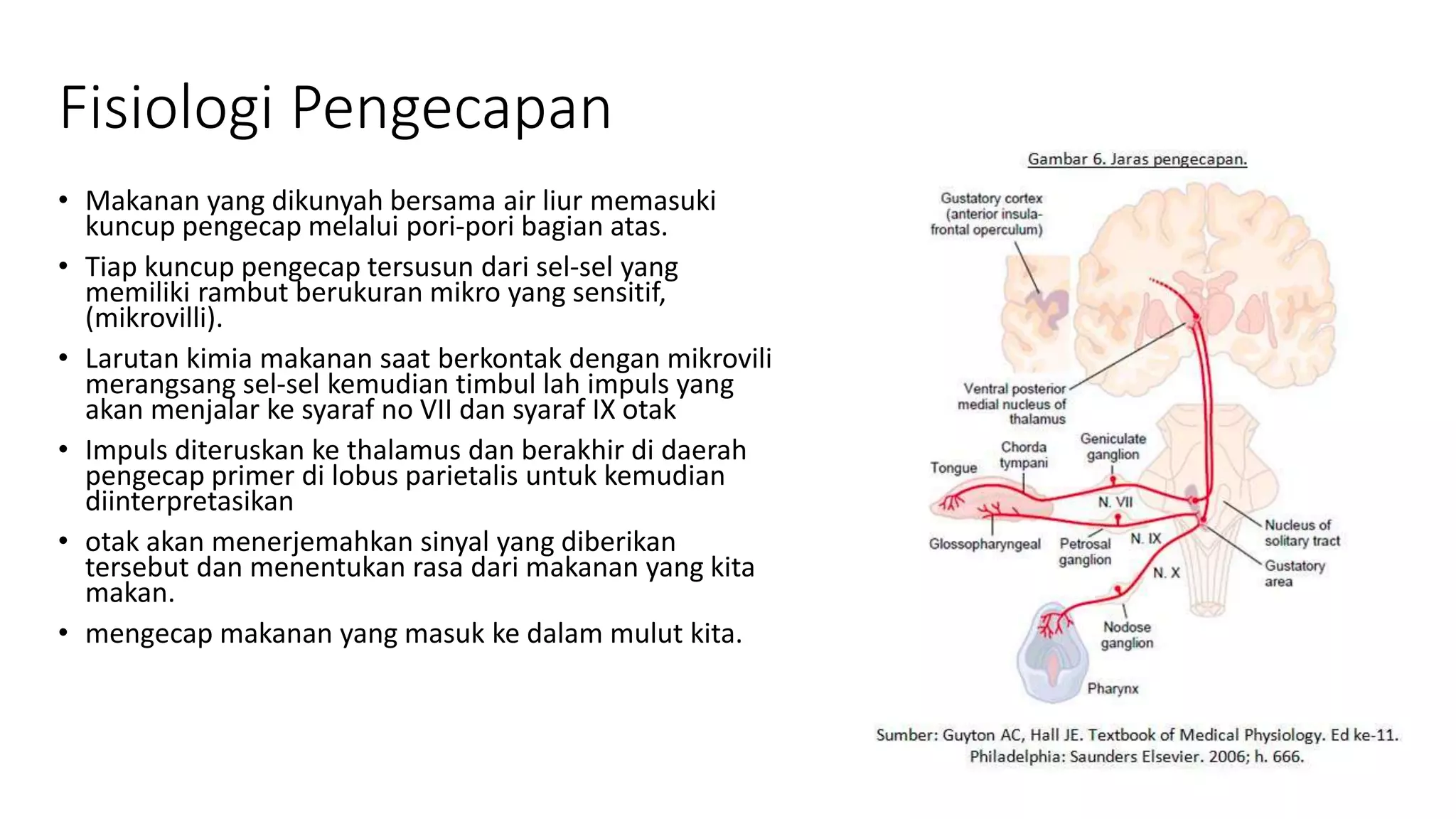 Anatomi pengecapan | PPTX