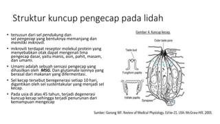 Anatomi pengecapan | PPTX