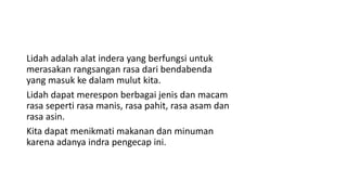 Anatomi pengecapan | PPTX