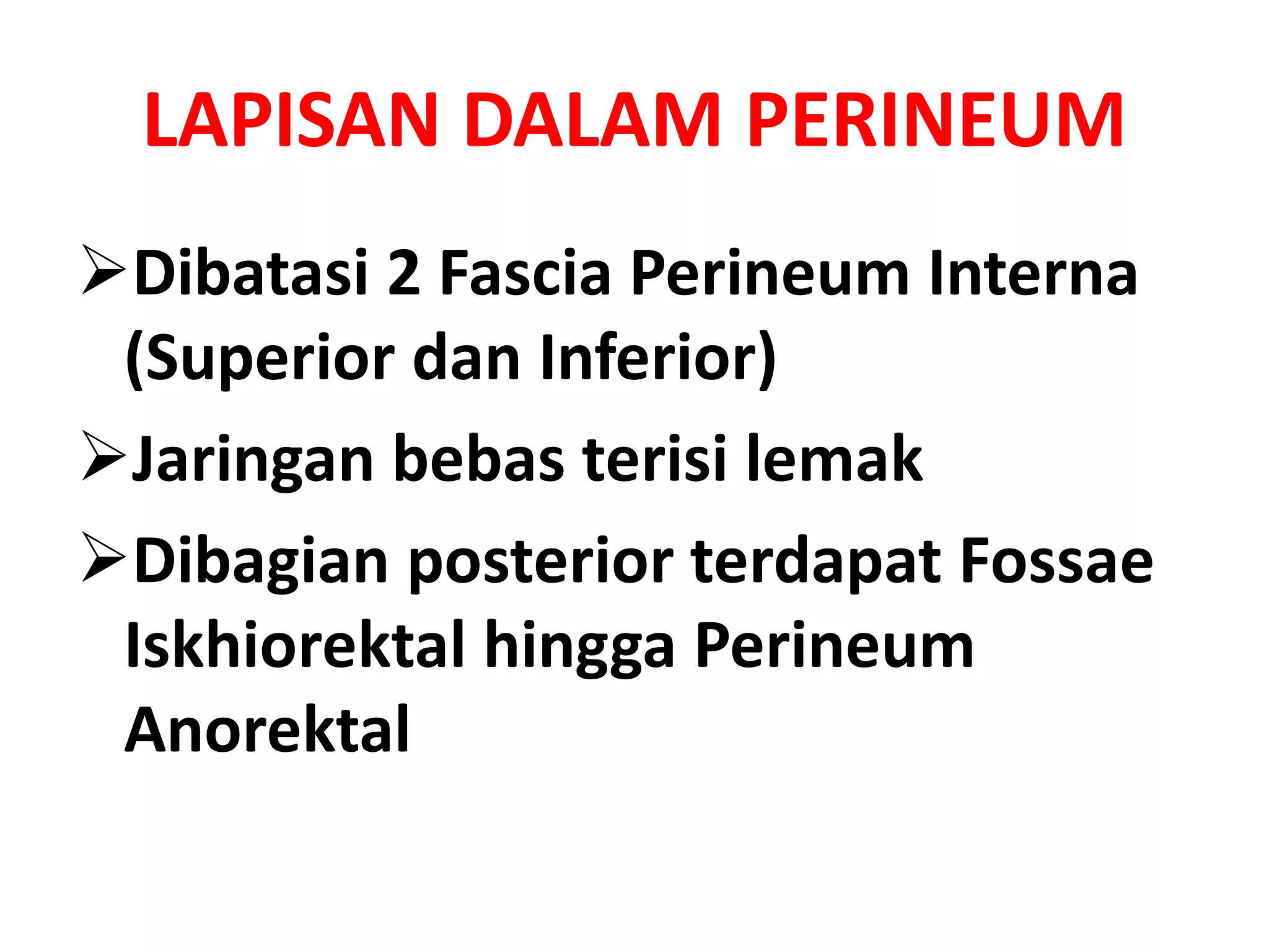 Anatomi Perineum dan Anorekktal.pdf