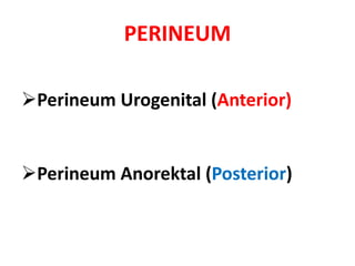 Anatomi Perineum dan Anorekktal.pdf