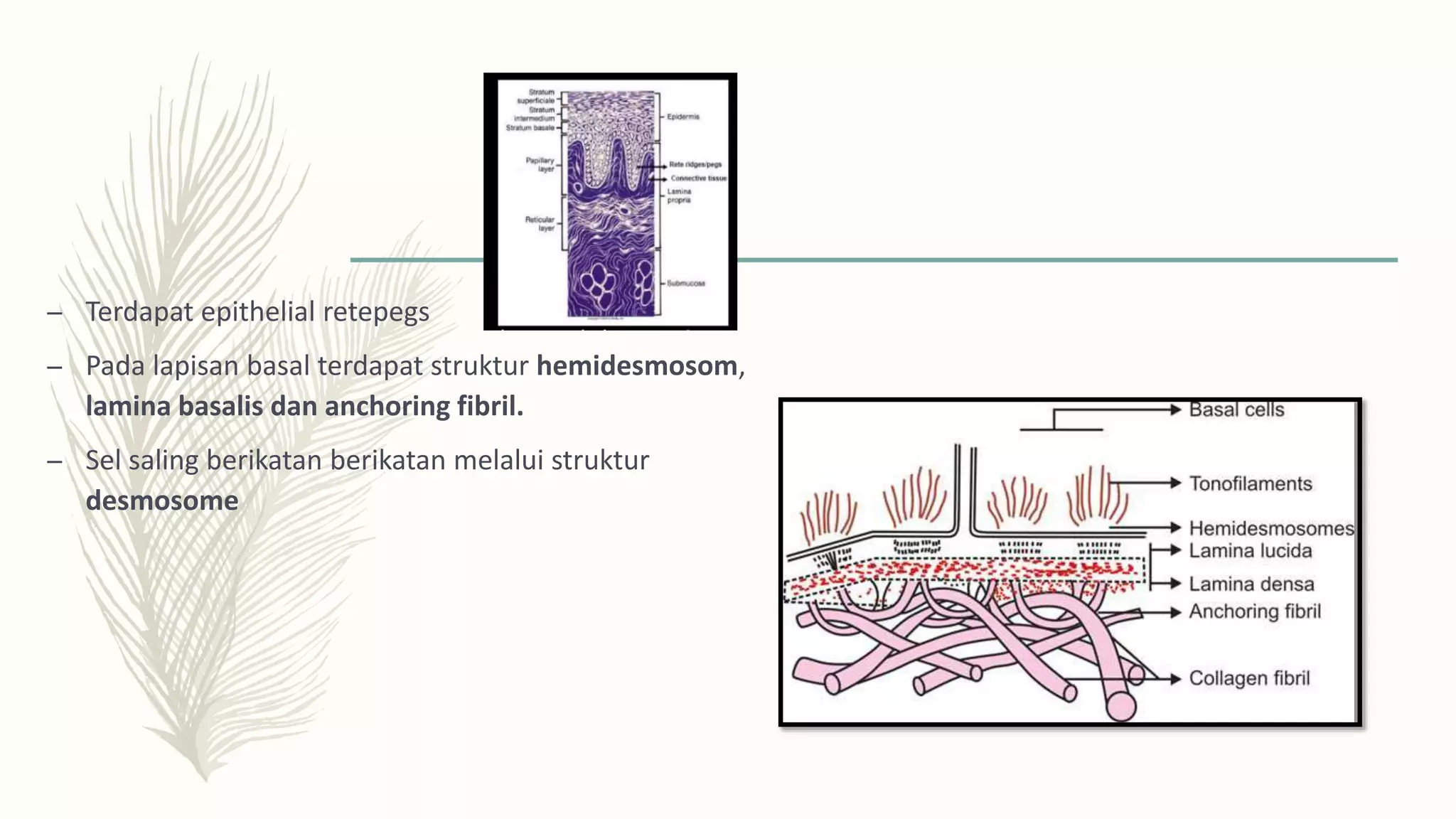 Anatomi periodonsium normal | PPTX