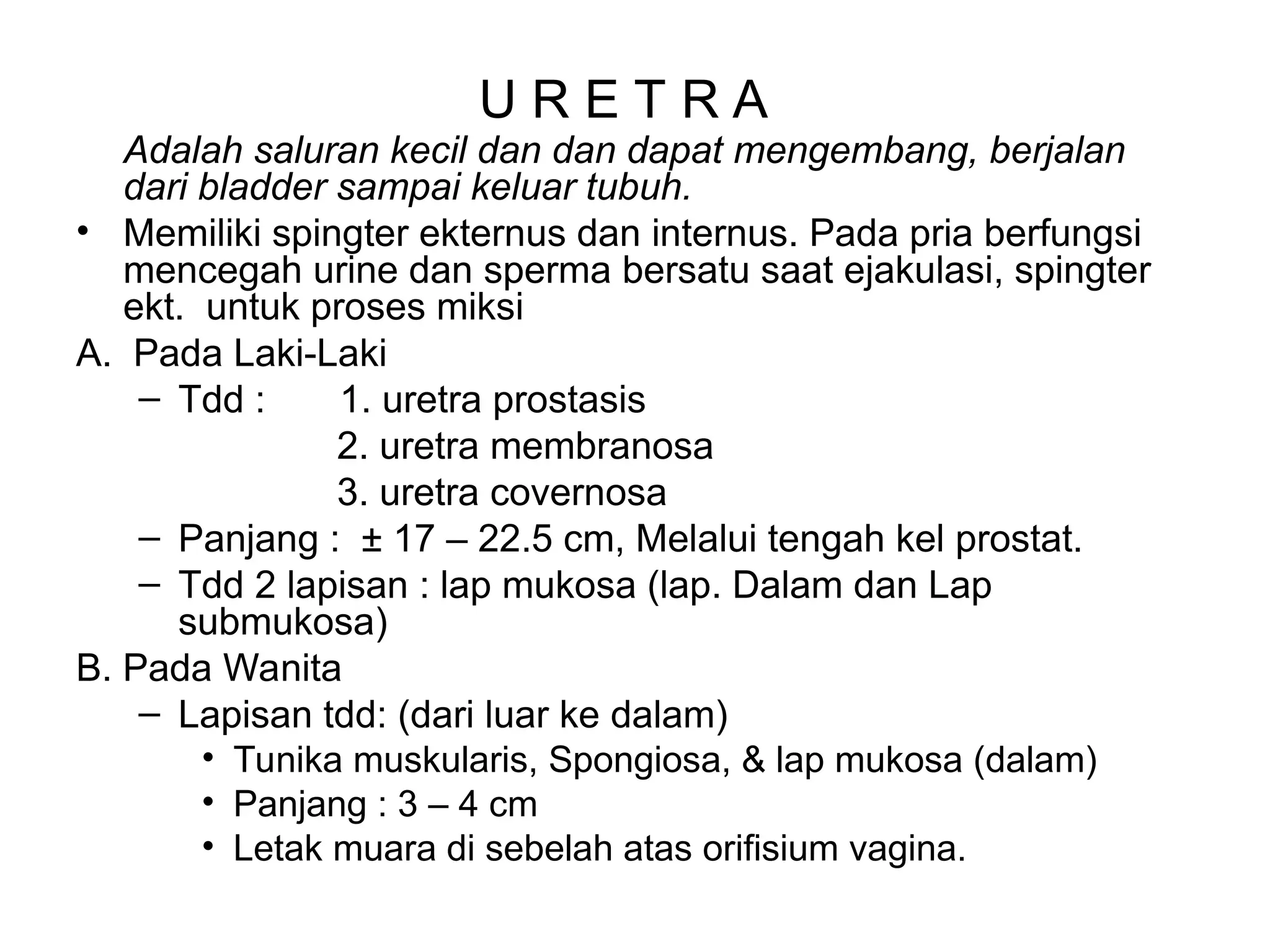 Anatomi PERKEMIHAN[elajarannnnnflklklklf.ppt